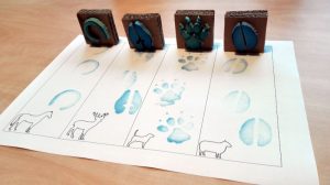 Stopy zvířat, jak je určit a jak stopovat – TátaGeek.blog